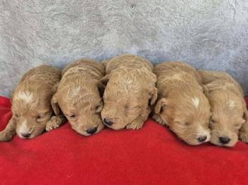 Maltipoo štenci, prelepe bebe ❲ 400 eur ❳
