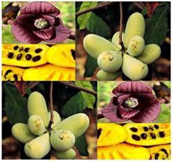 Asimina triloba - Indijska banana (2 seme) - Sveže seme!!!!