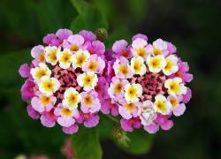 Lantana camara clasic