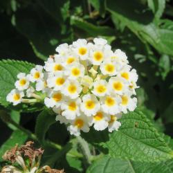Lantana camara Alba