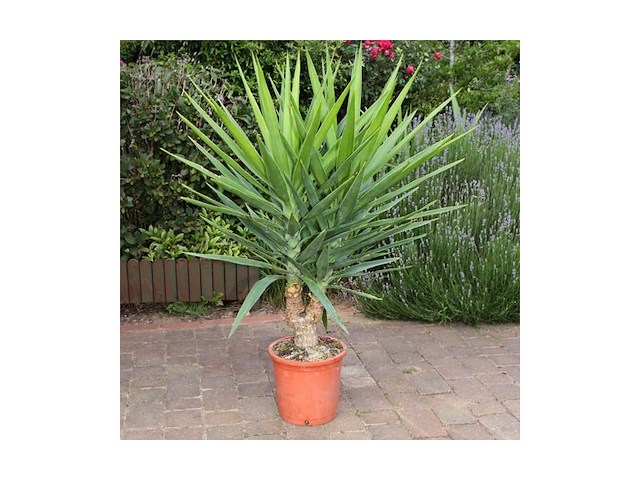 Drvo zivota – Yucca elephantipes