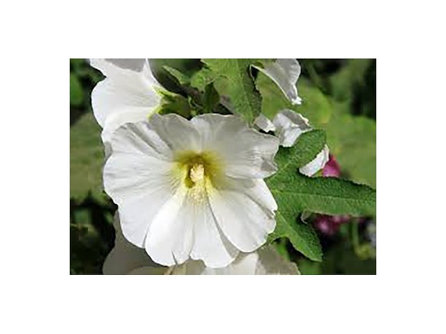 Ukrasni slez - Alcea alba