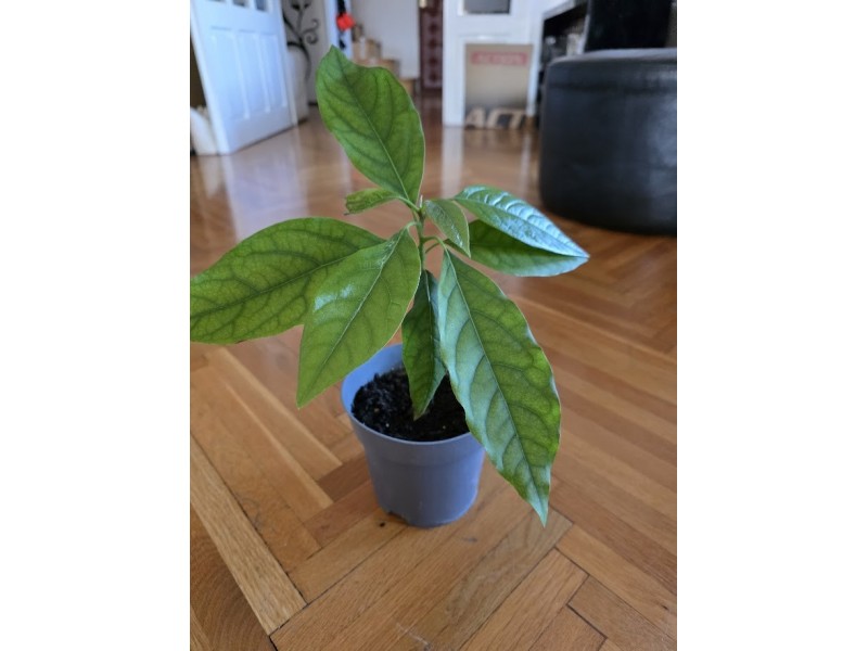 Avokado