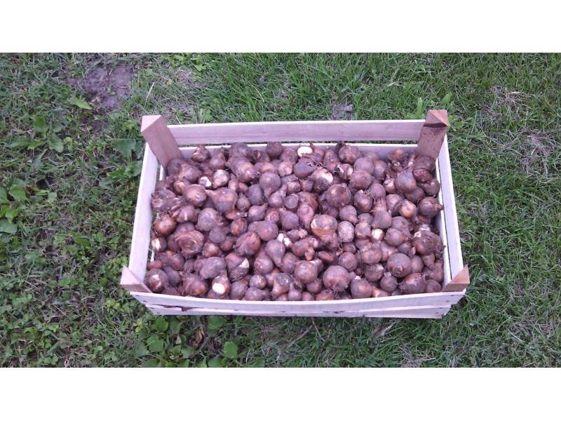 50 lukovica NARCIS miks