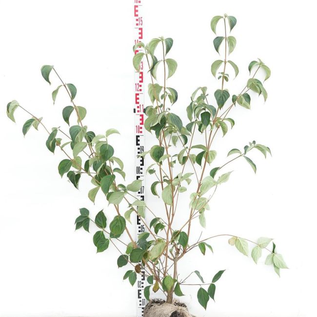 Cornus kousa Milky Way