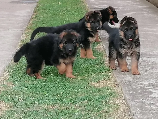 Nemački ovčar, ženski štenci