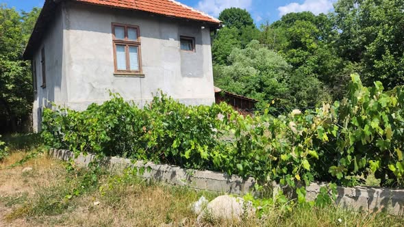 Prodajem kucu u selu Balanovac kod Knjaževca