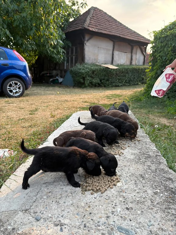 Poklanjam mešance labradora