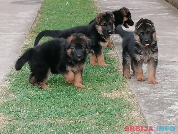 Nemački ovčar, ženski štenci