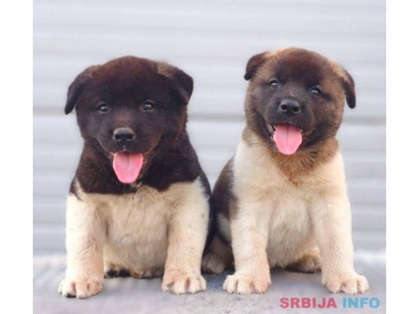 Američka Akita štenci