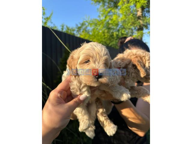 Pudle i maltipoo štenci