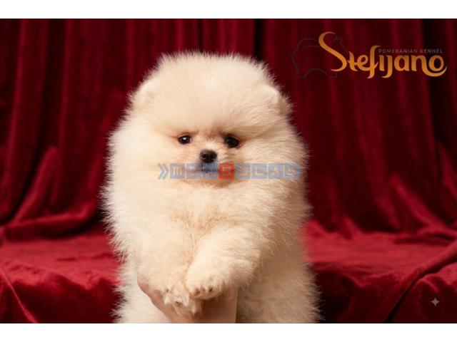 Pomeranac BOO medvedići, Pomeranski Špic štenci