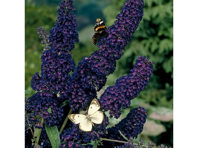 Letnji jorgovan - Buddleja davidii Black Knight 1 god.