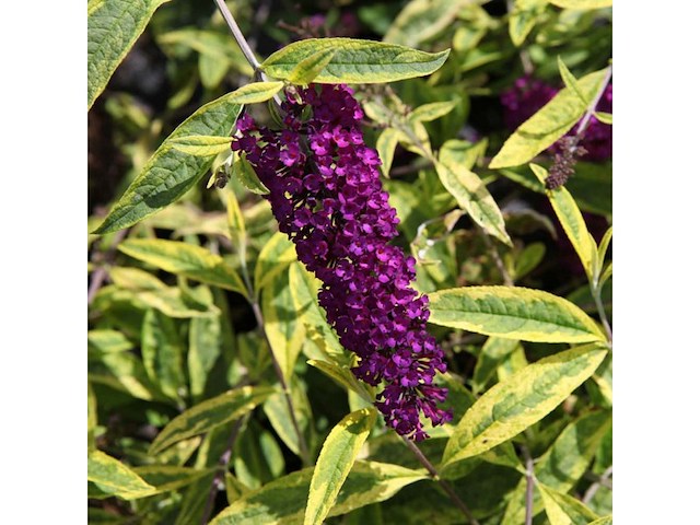 Letnji jorgovan šarenolisni - Buddleja Santana 1 god