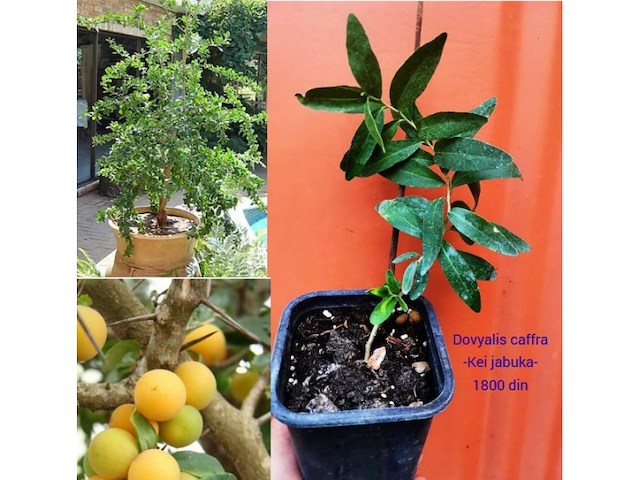 Dovyalis caffra (Kei jabuka)
