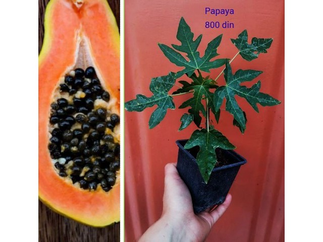 Papaja