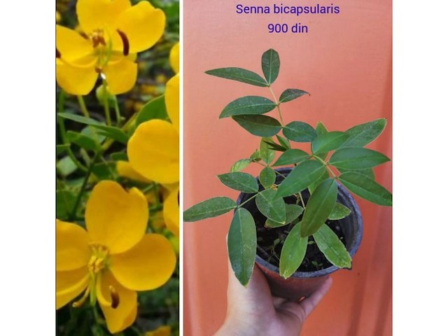 Senna bicapsularis