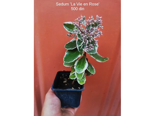 Sedum `La Vie en Rose`