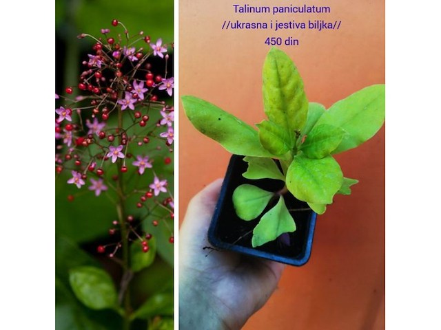 Talinum paniculatum (Dragulj Opara