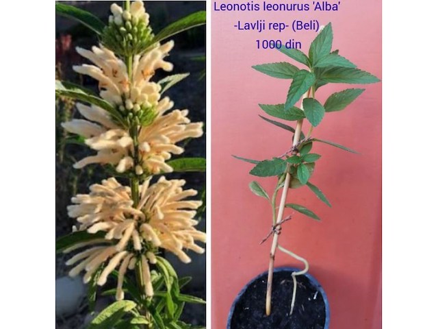 Leonotis leonurus `alba` (Beli lavlji rep)