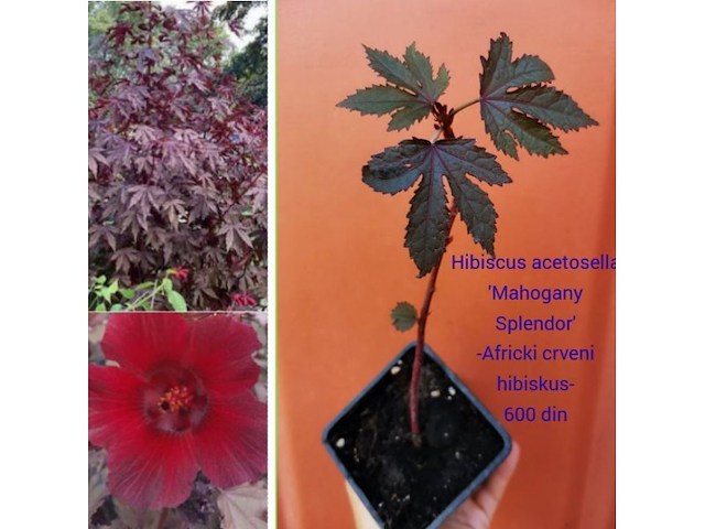 Hibiscus acetosella `Mahogany Splendor`
