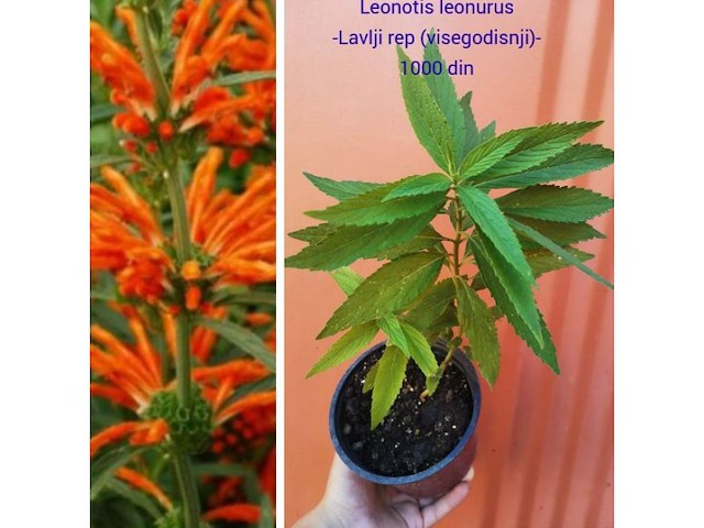 Leonotis leonurus (lavlji rep)