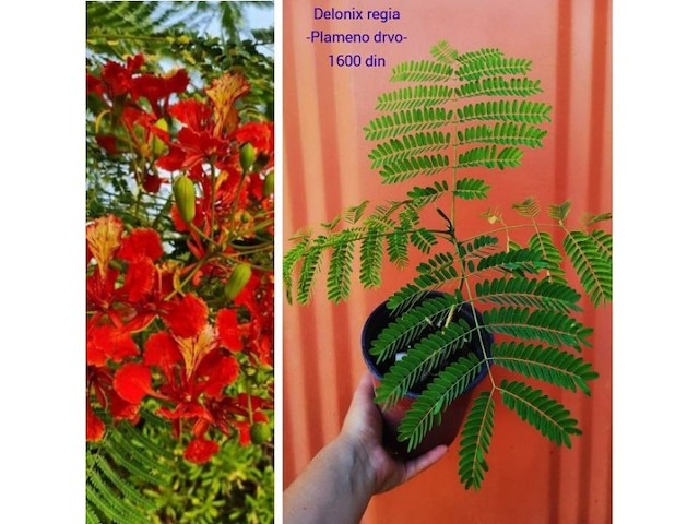 Delonix regia (Plameno drvo)