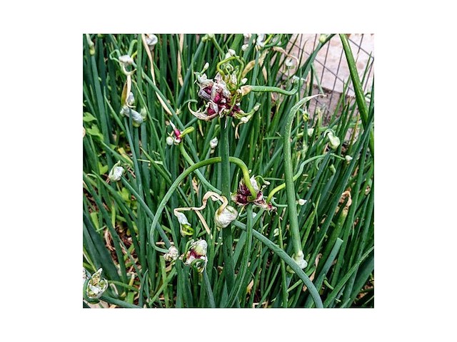 Egipatski šetajući luk - Allium proluferum