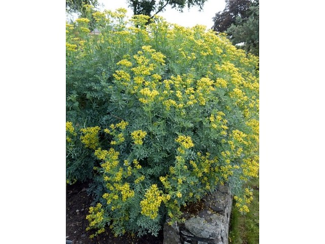 Sedefica - Ruta graveolens