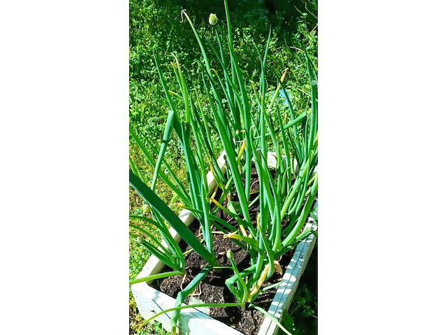 Altajski luk - Allium altaicum