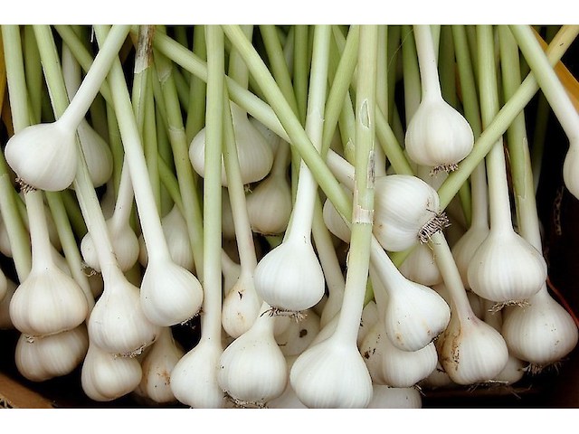 Divlji beli luk - allium longicuspis