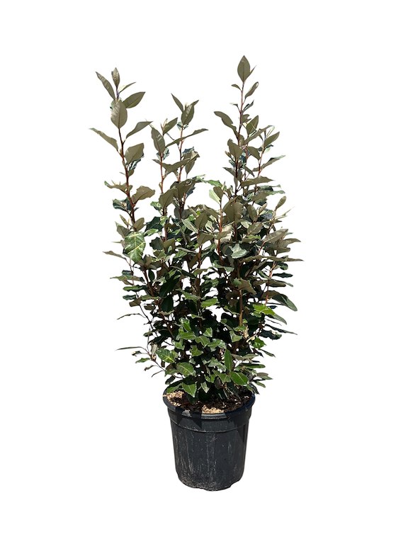 Eleagnus