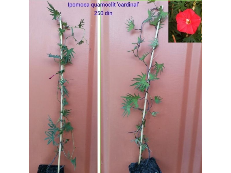 Ipomoea quamoclit 'Cardinal'