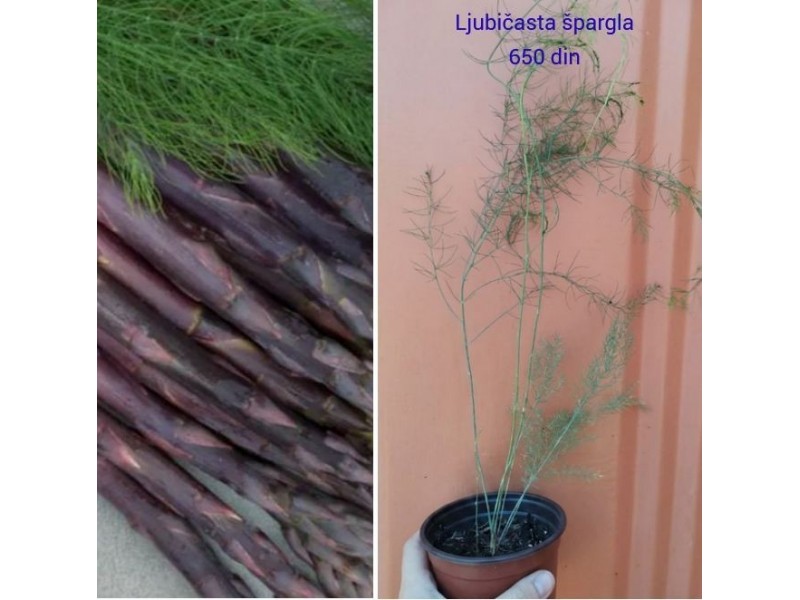 Ljubičasta špargla