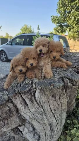 PUDLE PRELEPI KUČIĆI