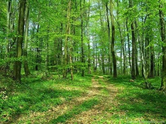 Resnik kod Kragujevca - šumsko zemljište 14158 m2