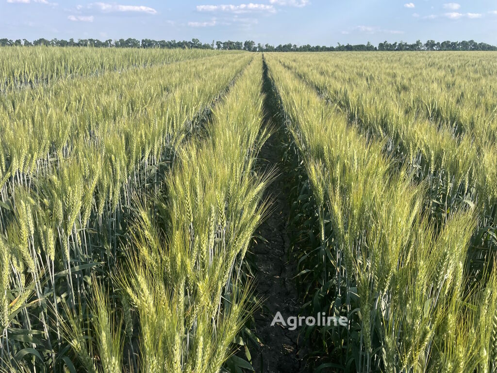 Meka ozima pshenitsa Slava Unavi, elita