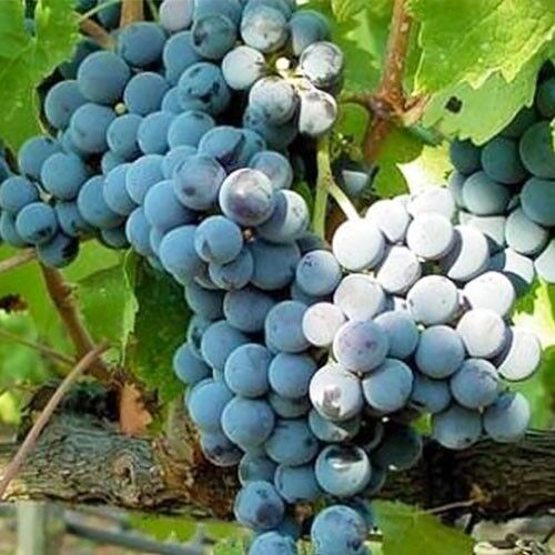Prodaјa grozhђa u Odeskoј oblasti. https://agro-ukraine.com/ru/trade/m-1207466/prodam-vinograd/