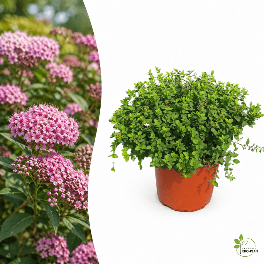 Spirea japonica - Little princess