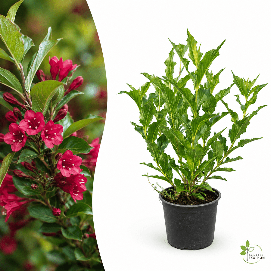 Weigela florida - Red Prince