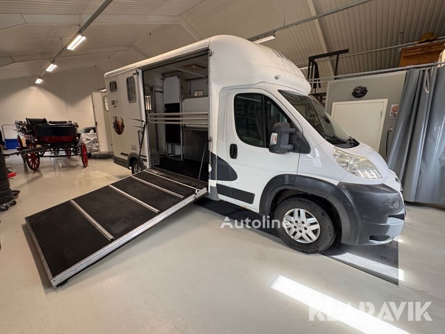 Prodaje se Peugeot Equitrek kamion za prevoz konja na aukciji