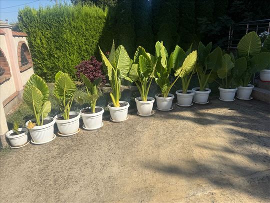 cveće ADAM (Alocasia) – više komada (visina do 16