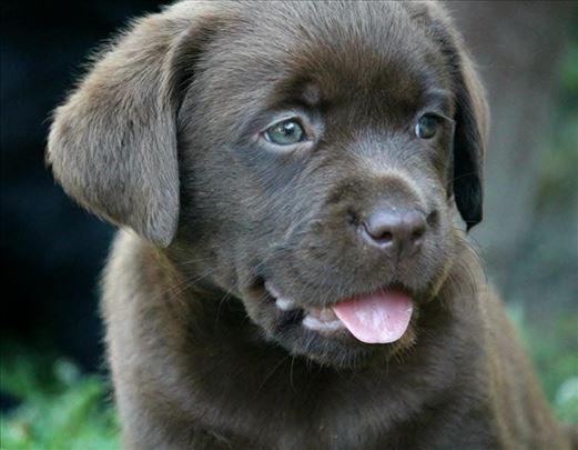 Labrador retriver, štenci i odrasli psi za parenje