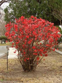 Chaenomeles japonica - Japanska dunja (seme)