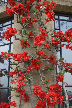 Chaenomeles japonica - Japanska dunja (seme)