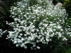 Pticija trava (sadnica) Cerastium biebersteinii