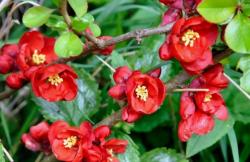 Chaenomeles japonica ( sadnica ) - Cidonija Japanska dunja