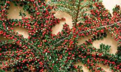 Cotoneaster horizontalis - Dunjarica (sadnica)