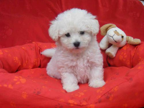 pudla
