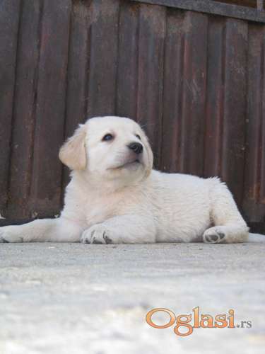 Labrador retriver stenci